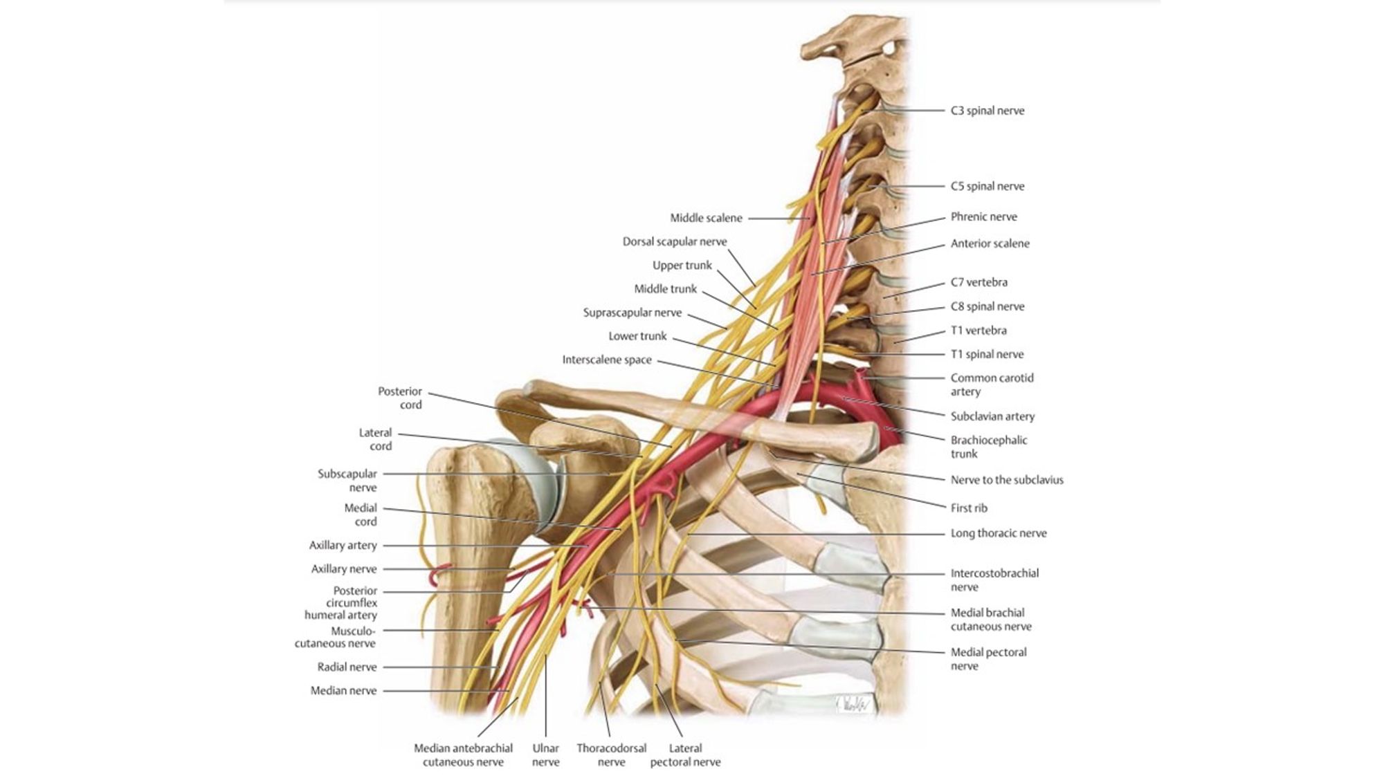 Brachial Plexus Injury – NIT Neurosurgery